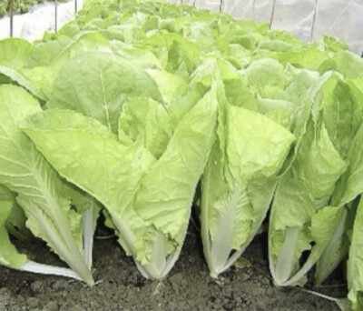 300+ Taiwan Pak Choy Seeds. 台灣小白菜。Just harvest Summer 2024 | eBay