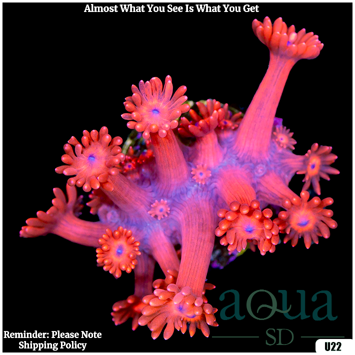 026 AquaSD Live Corals/Frags - Red Glow Goniopora - Aqua SD | eBay