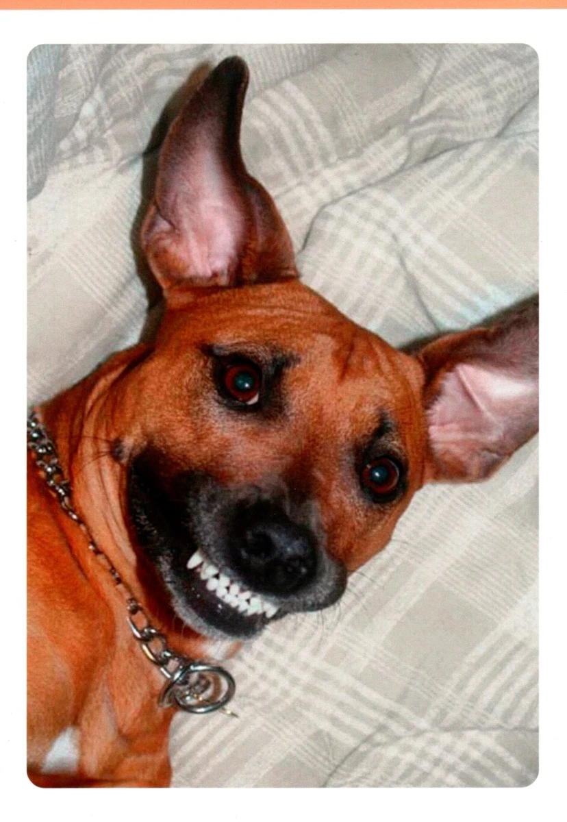 Funny Smiling Dog