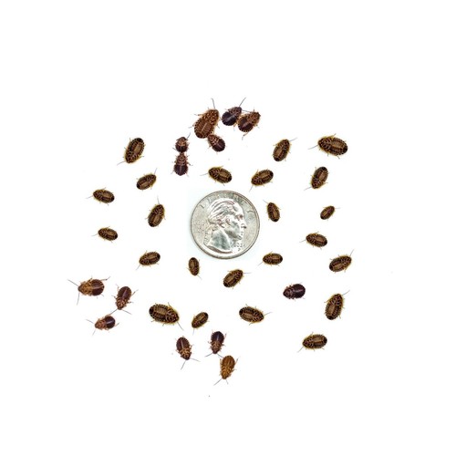 Dubia Roaches (SMALL 1/4" Inch) - Live Feeder Insects for Reptiles | eBay