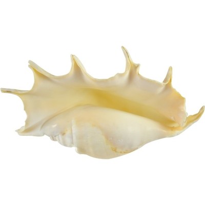 Lambis Truncata Spider Conch Polished Shell Decorative Large Seashell ...
