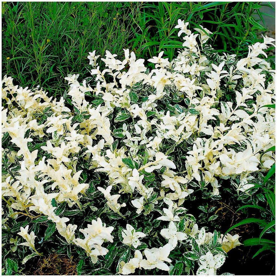 [x2] Euonymus Fortunei Spindle Bush Harlequin | Pot Plants | Evergreen ...