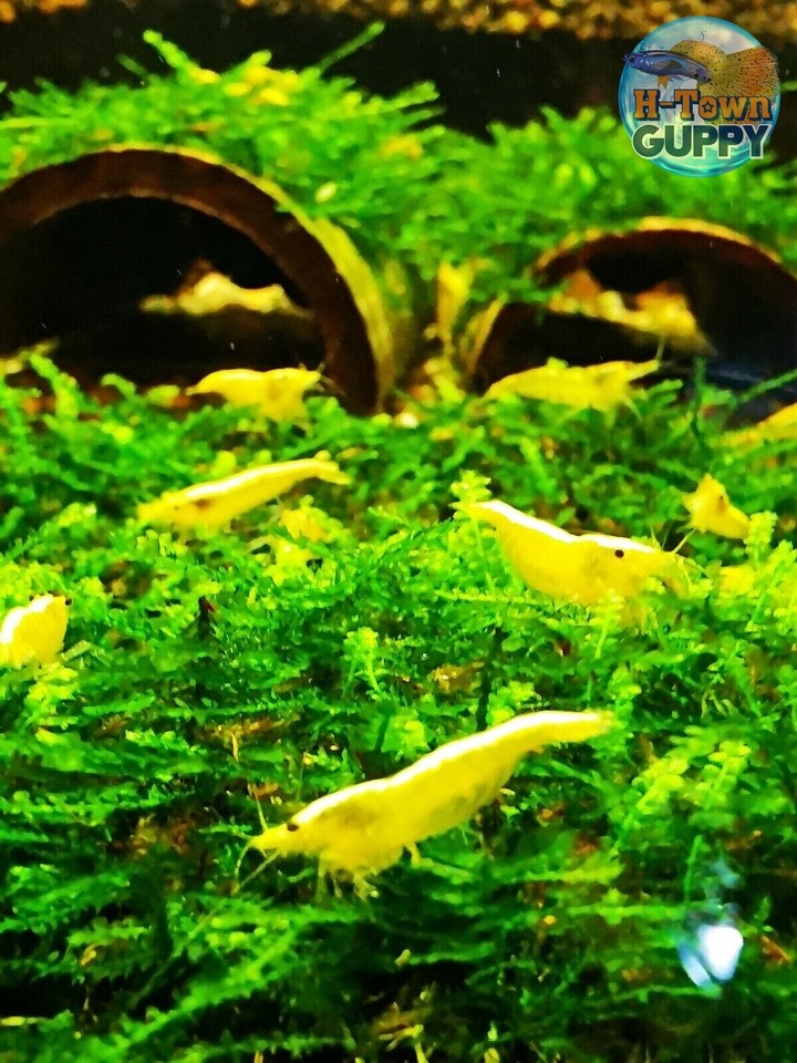 10 +1 NEON YELLOW - Freshwater Neocaridina Aquarium Shrimp. Live ...