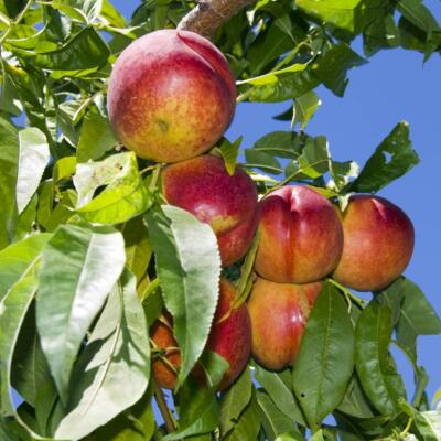 Nectarine Fruit Tree Hardy Garden Plants 'Lord Napier' 1 Bare Root Tree ...