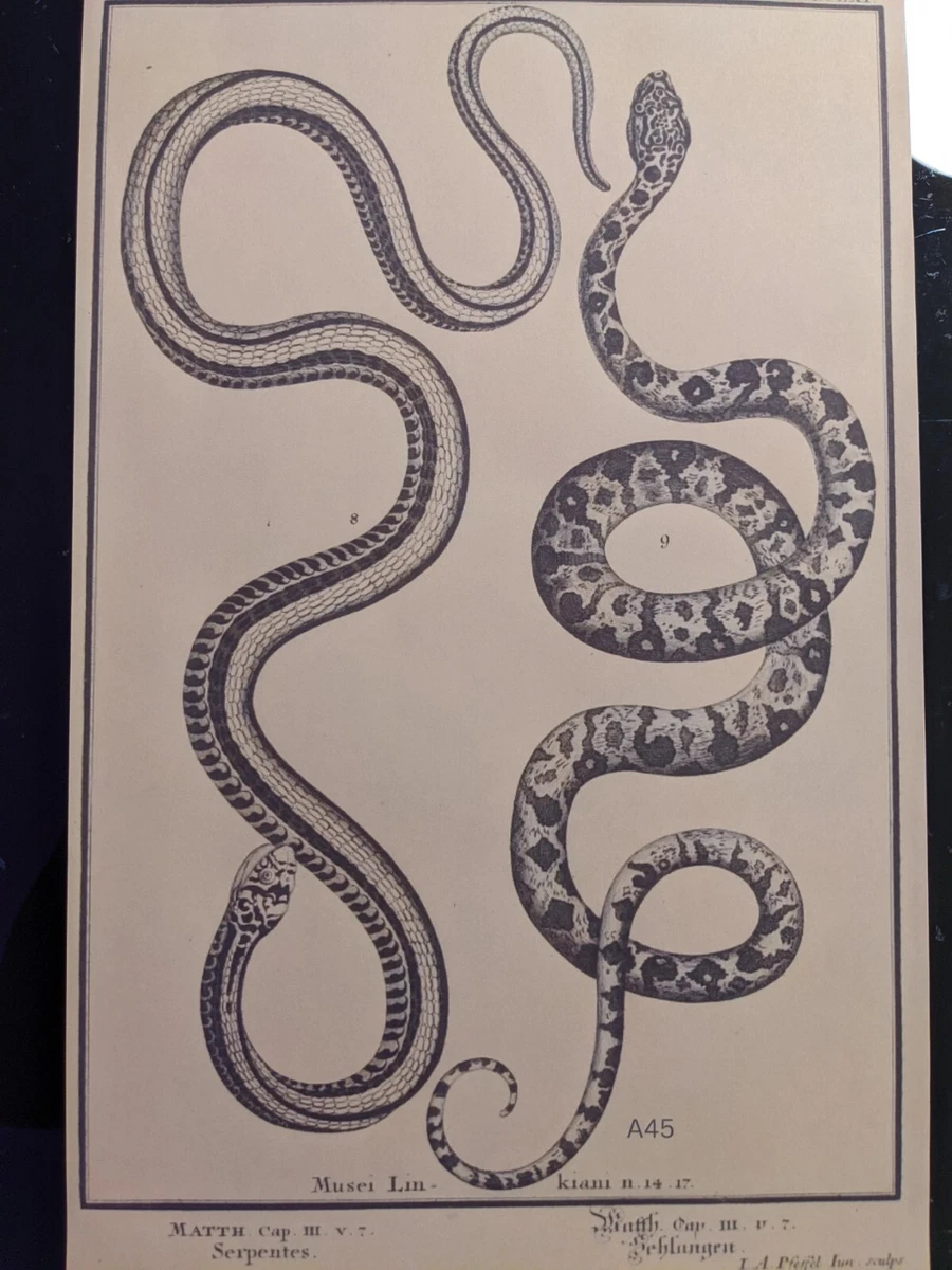 Scientific Snake Illustration