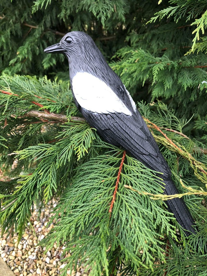 MAGPIE DECOY - LARSON TRAP - VERMIN CONTROL - DURHAM DECOYS | eBay UK