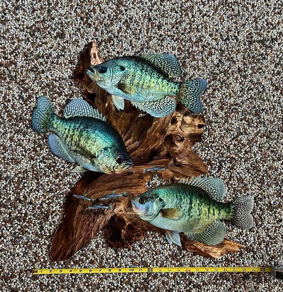 White Crappie Replica Driftwood Scene, 2D Flat Metal Fish Art Cabin ...
