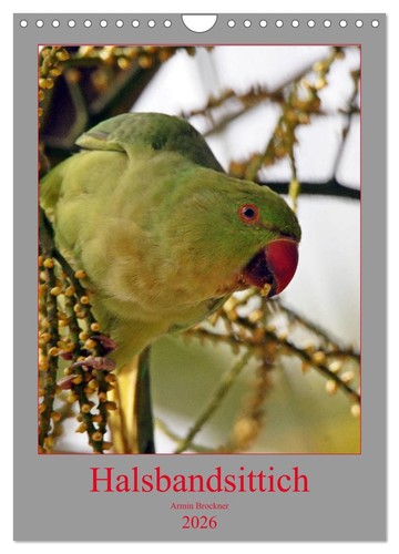 Collared Parakeet, US-Version (Wall Calendar 2026 DIN A4 Portrait ...