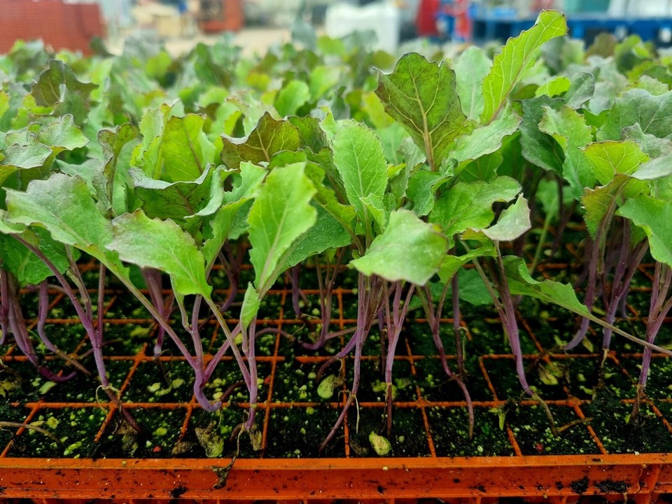 January King Cabbage Plug Plants "Grow Your Own" Vegetables *LETTERBOX ...