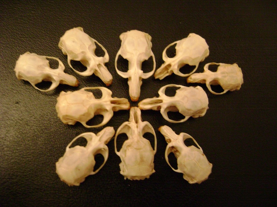 10 REAL MOUSE SKULLS for steampunk jewelry or magic wands TAXIDERMY LOT ...