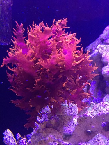 Live Frag Red Dragons Breath Tongue Fire Marine Macro Algae Plant Reef ...