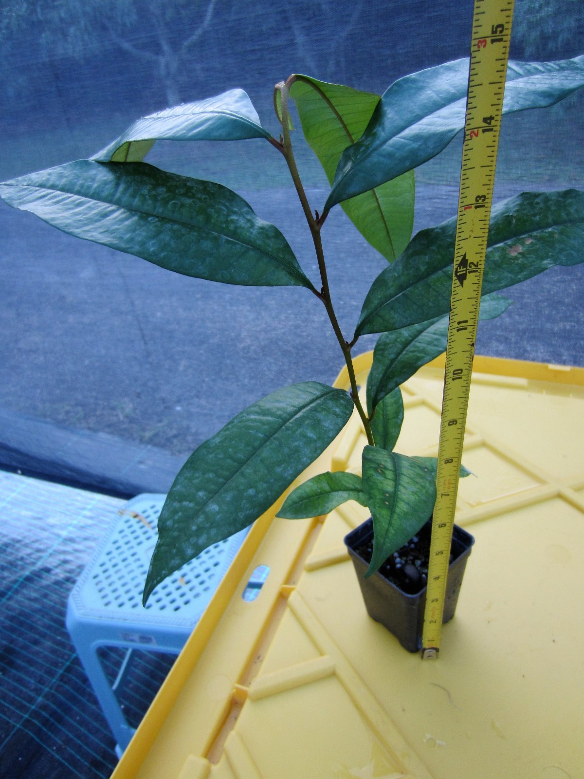 20" WHITE Star Apple Chrysophyllum cainito Tropical Fruit Tree Plant vú ...