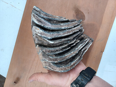 Fossil Tooth From Bone Valley Formation Peace River Florida #2 | eBay