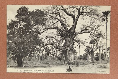 Africa SENEGAL Forest between Pire and Meckhe Huge tree Antique ...