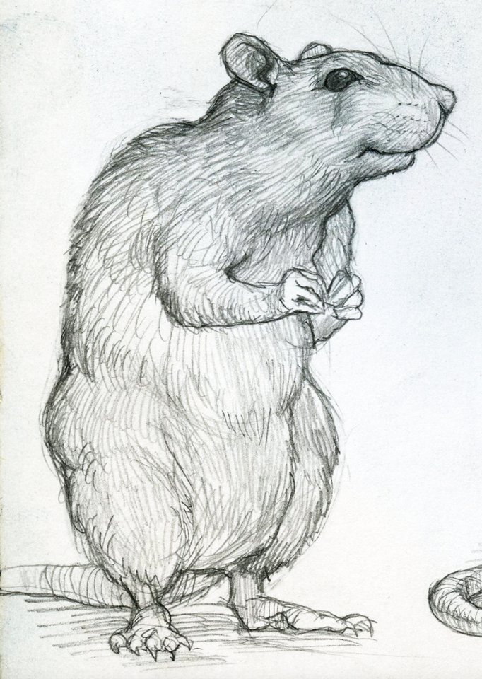 Original Mice & Rat Character Design Concept Pencil Drawings - Hand ...
