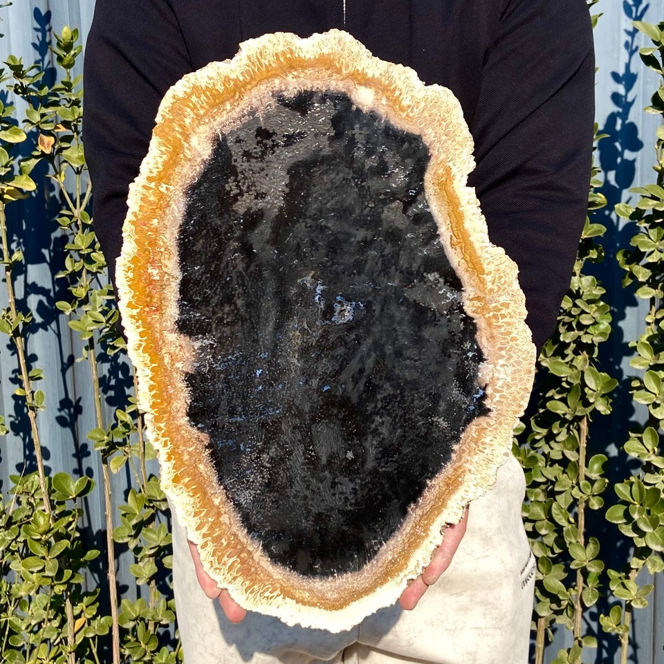 6.15LB Large Natural Petrified Wood Crystal Fossil Slice Shape Healing ...