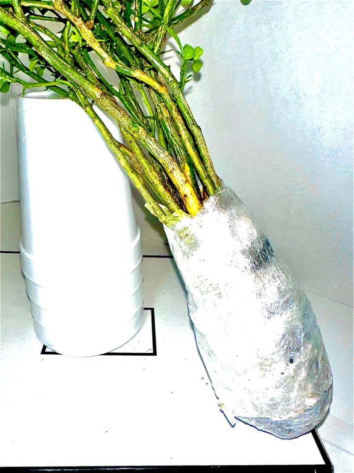 Cold Hardy Citrus Seedling 10-Pack – Bare Root LIVE Plants! Read ...