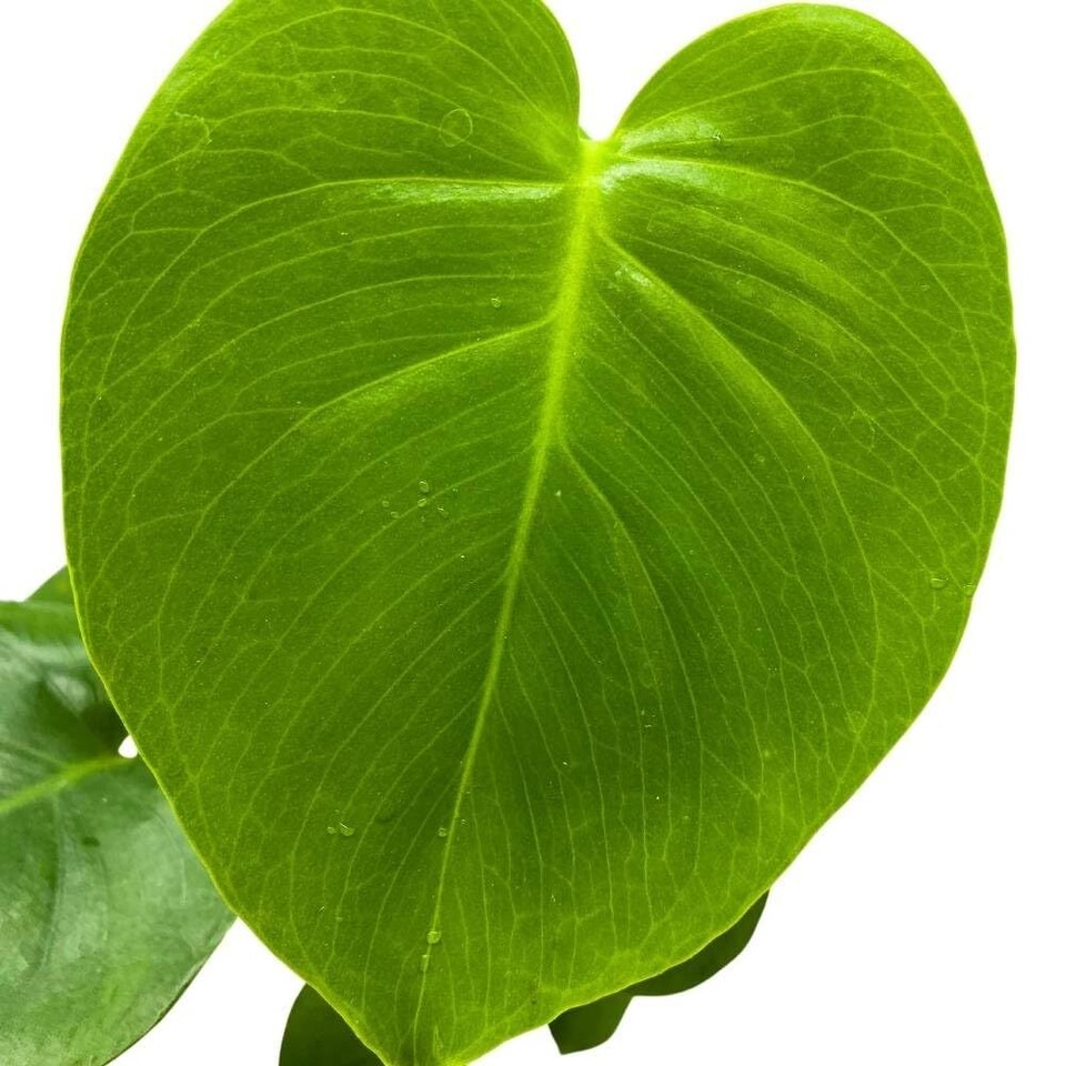 Monstera Deliciosa, 4 inch Split-Leaf Philo, Original Swiss Cheese ...