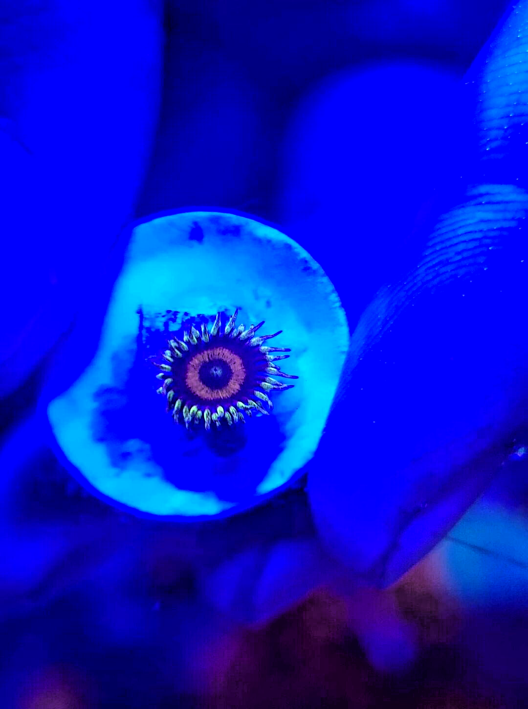 1 Frag - Eagle Eyes Polyp - Zoa Zoanthid - Soft Saltwater Reef Live ...