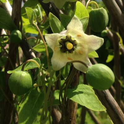 Codonopsis Seeds (Codonopsis pilosula) ~Traditional Herb Perennial ...