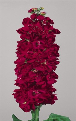 50+ Evening Stock Matthiola Red Flower Seeds / Reseeding Annual | eBay