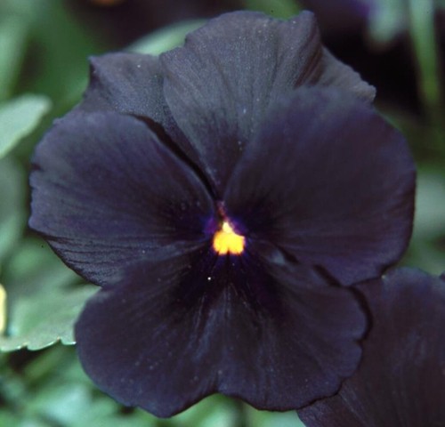 Viola black plug plants garden flowers hardy perennial pansy pot patio ...