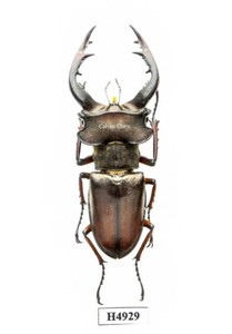 Vietnam Unique Collection | eBay Stores