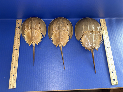 ATLANTIC HORSESHOE CRAB SHELL MOLT WITH LEGS LIMULIDAE XIPHOSURIDA 8 9 ...