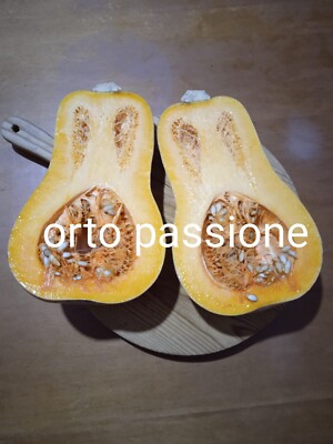 25 Semi zucca butternut violina semi bio di produzione propria semi ...