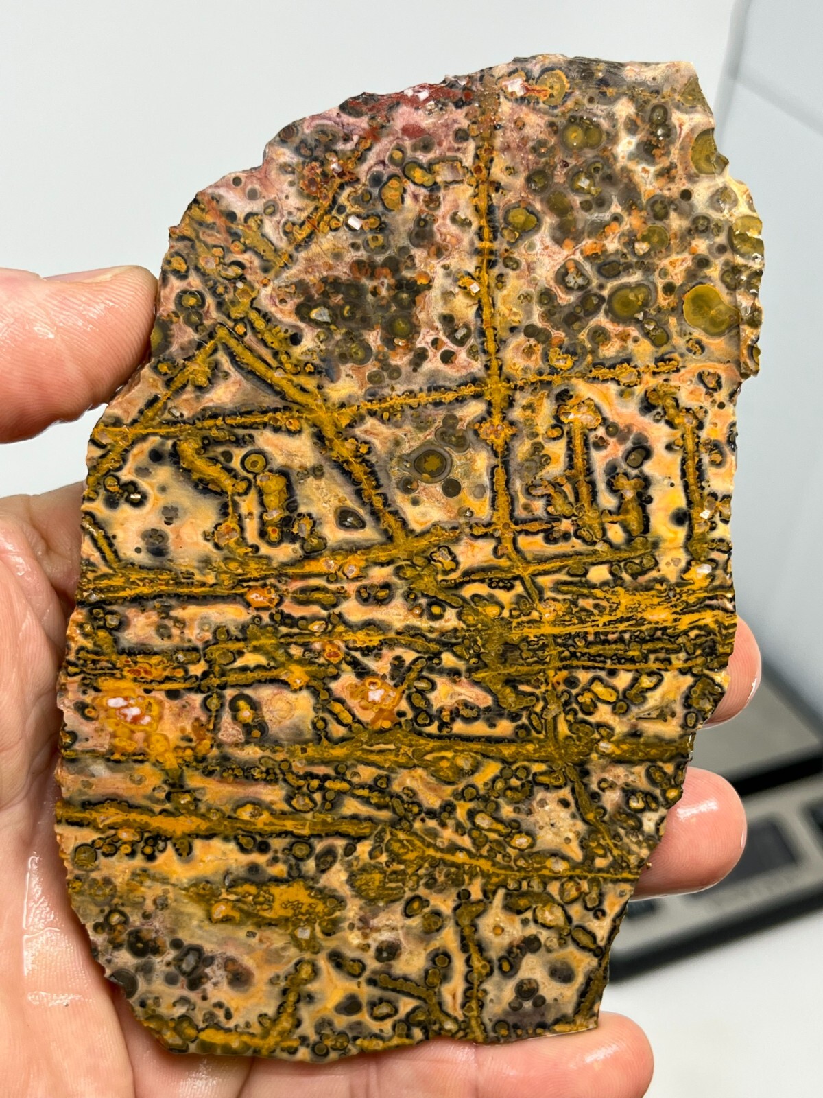 Orbicular Leopard Skin Jasper Rough Slab for cabbing carving Chakra ...