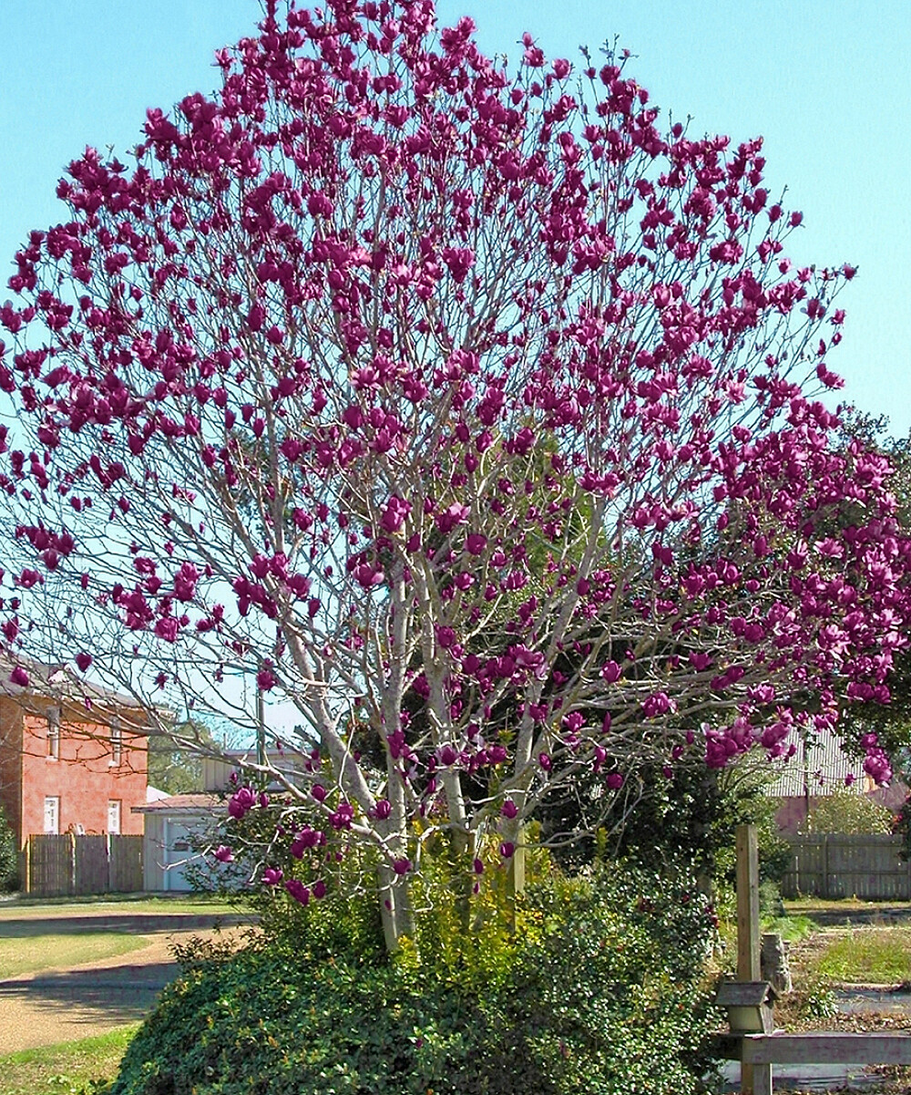Magnolia Genie Purple Black Magnolia Black Tulip Tree 120-150cm tall in ...