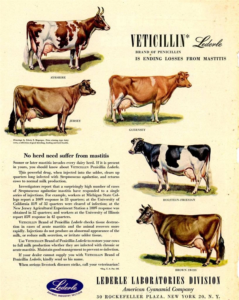 Dairy Cattle Breeds