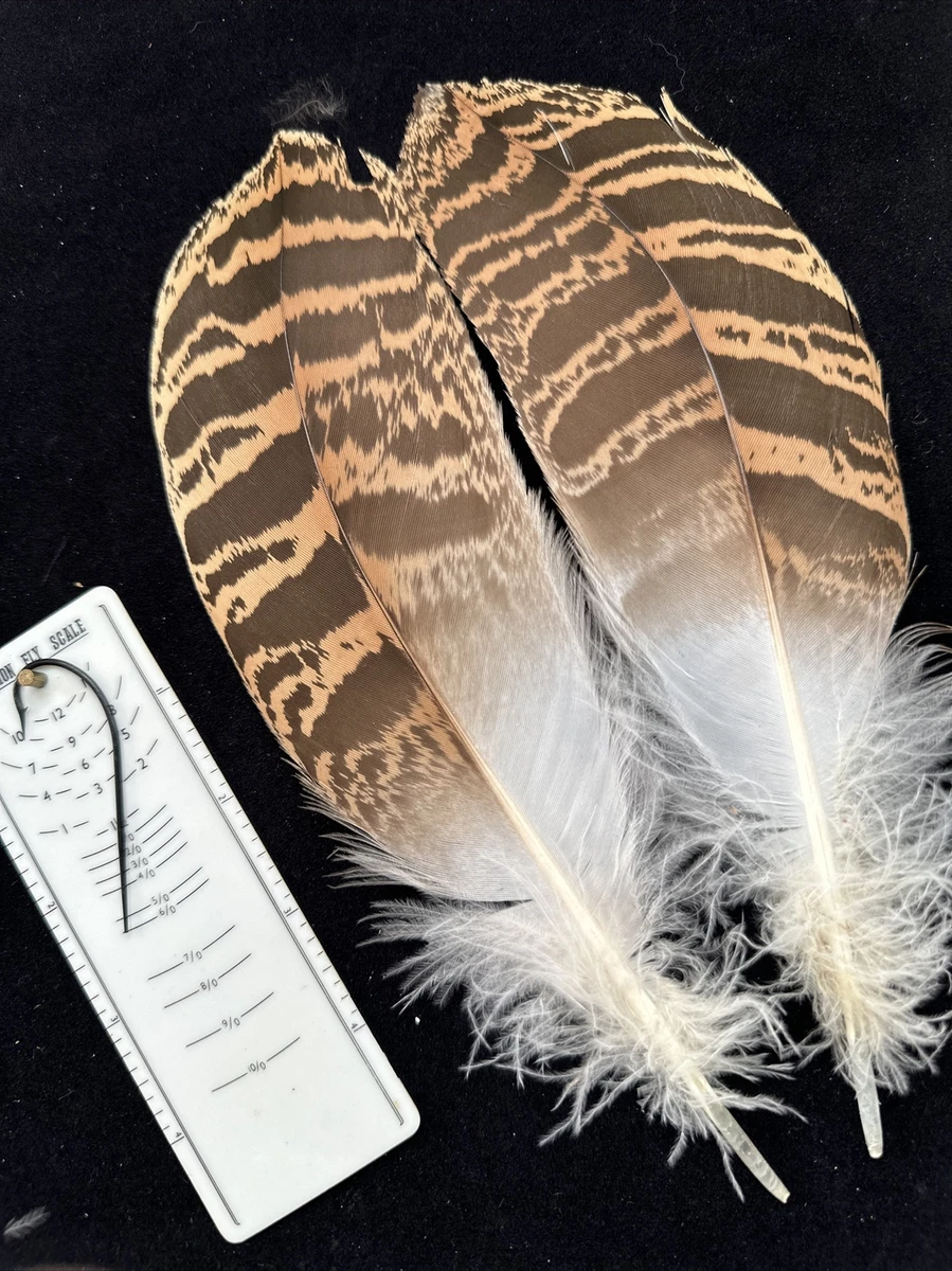 Kori Bustard Feathers