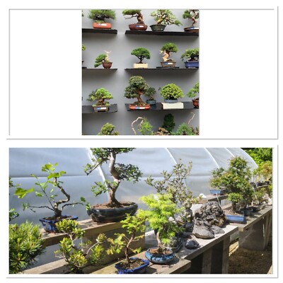 Bonsai Tree Mix. All Hardy Trees. Viable Seeds, Large Selection. Easy ...