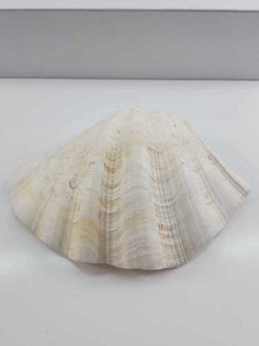 Half Clam Shell Natural Sea Shell Half Large aprox 8.5" by 5.5" | eBay