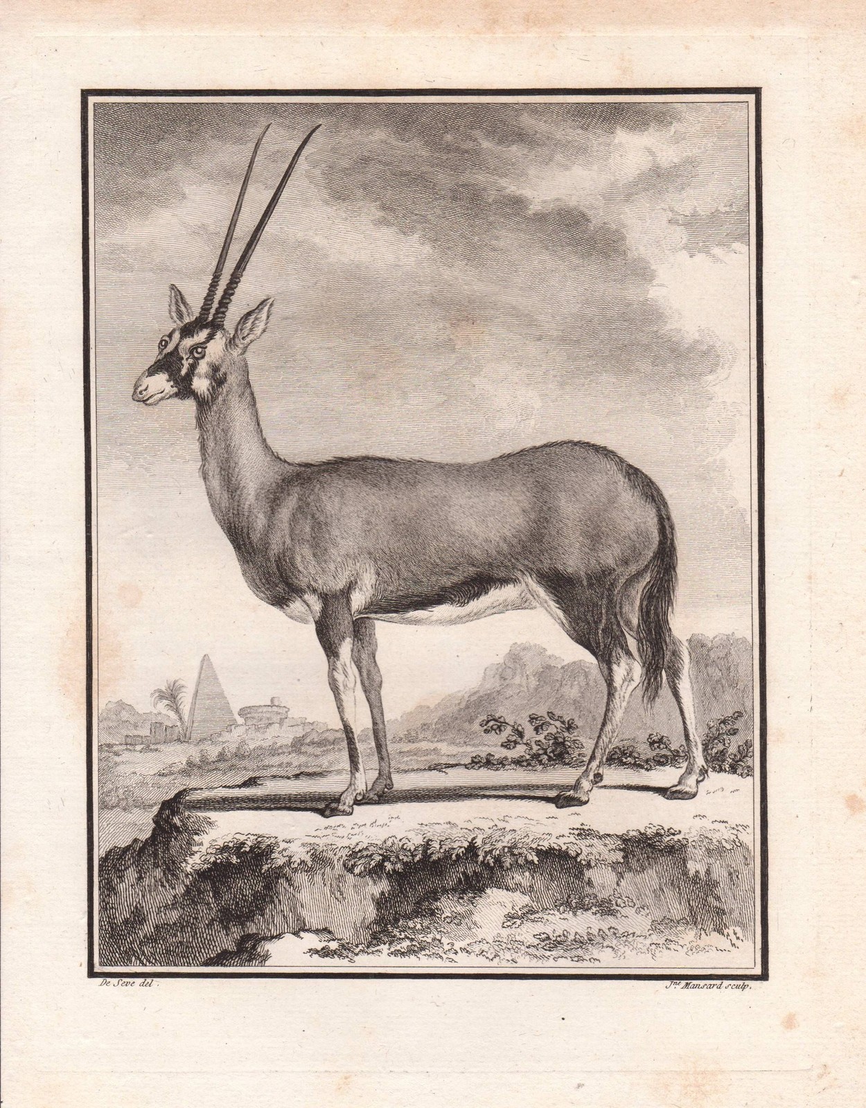 Gazelle Antilope Animali Incisione Rame Buffon 1780 | eBay