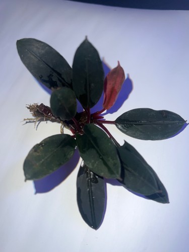 Bucephalandra Pink Lady “Large” - Rare Live Aquarium Plant | Beginner ...