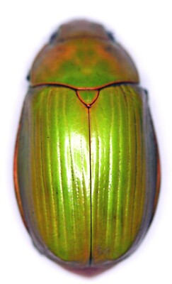 Insect Butterfly Beetle Rutilidae Chrysina beraudi-Rare Colour Form 03 ...