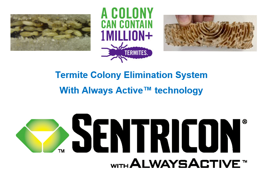 Protect your home from pests termites with these in-ground kill traps ...