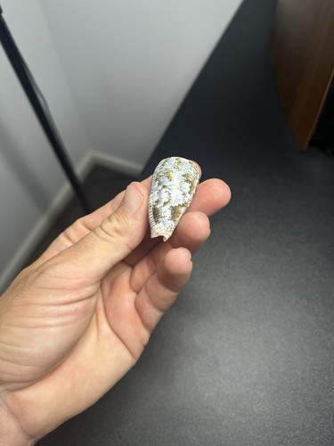 Cone Shells | eBay Australia