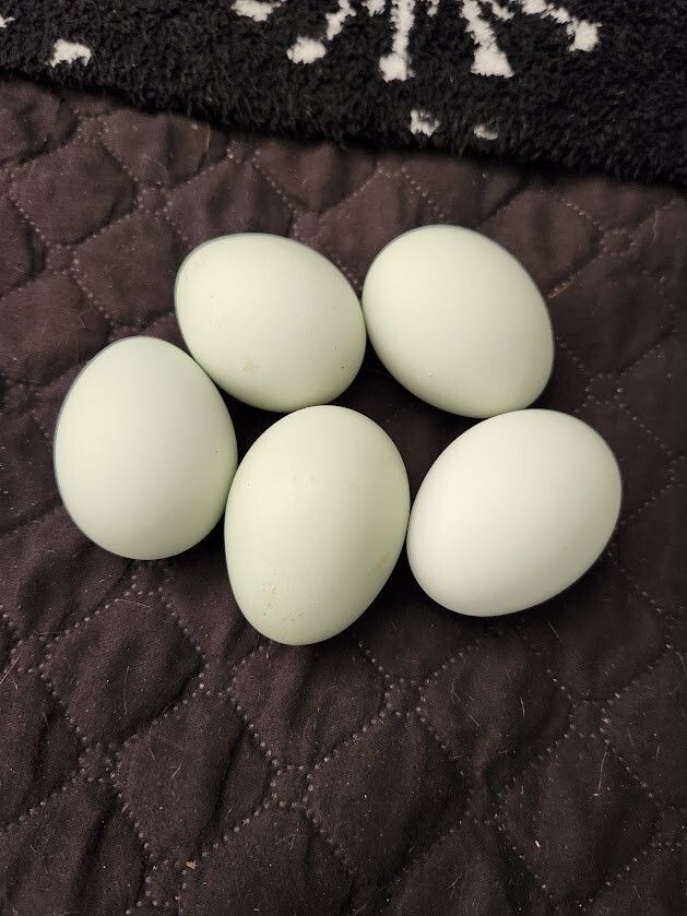 12 Ameraucana Lavender/B/B/S (Easter Egger) fertile chicken hatching eggs. | eBay