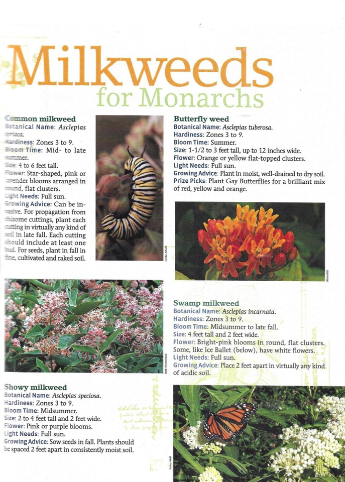 Gardening For Birds And Butterflies Magazine Colorful Plants ...