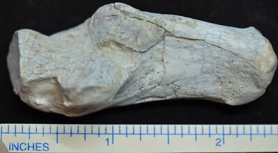 Oreodont Calcaneus, Heelbone Fossil, Eporeodon major, Badlands, S ...