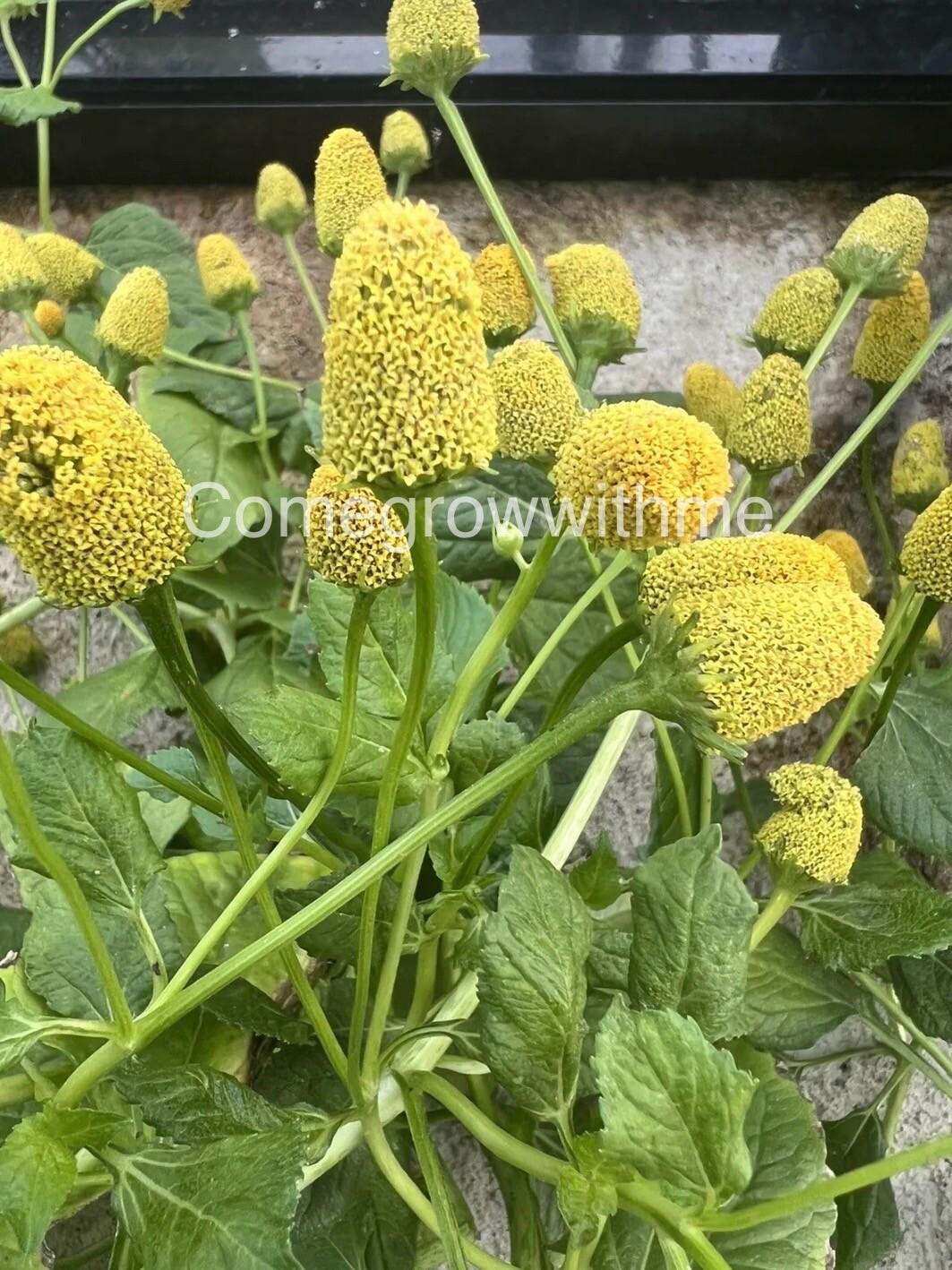 Toothache Plant Seeds Spilanthes Acmella Oleracea 100 Seeds Herb Garden ...