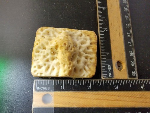 Gator ALLIGATOR BACK SCUTE bone bones BONY scutes croc weird OSTEODERMS ...