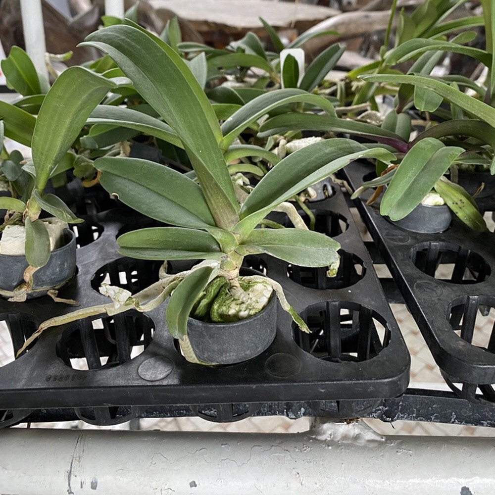 Rhynchostylis Gigantea Orchid Purple Foxtail Orchid Plant 1 Inch Pot ...