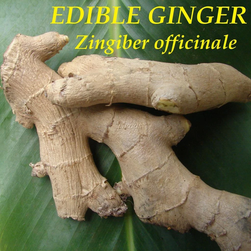 Edible Ginger Plants