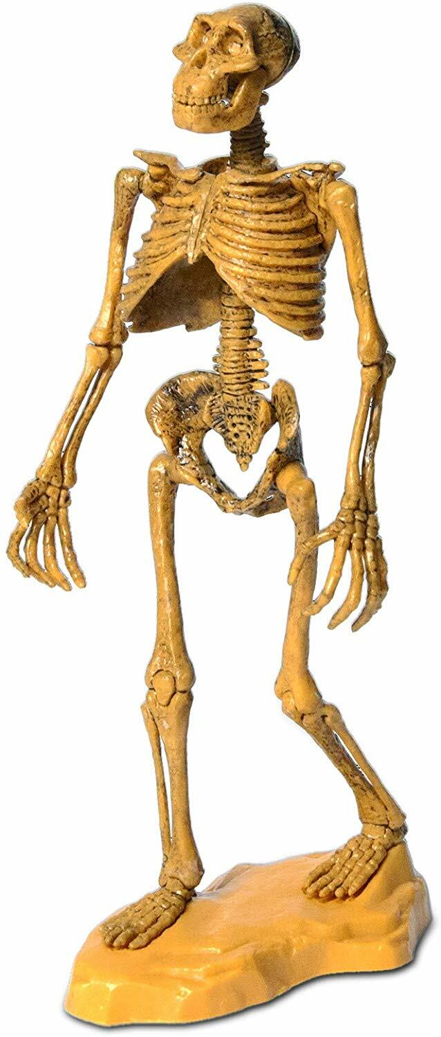 Australopithecus Skeleton