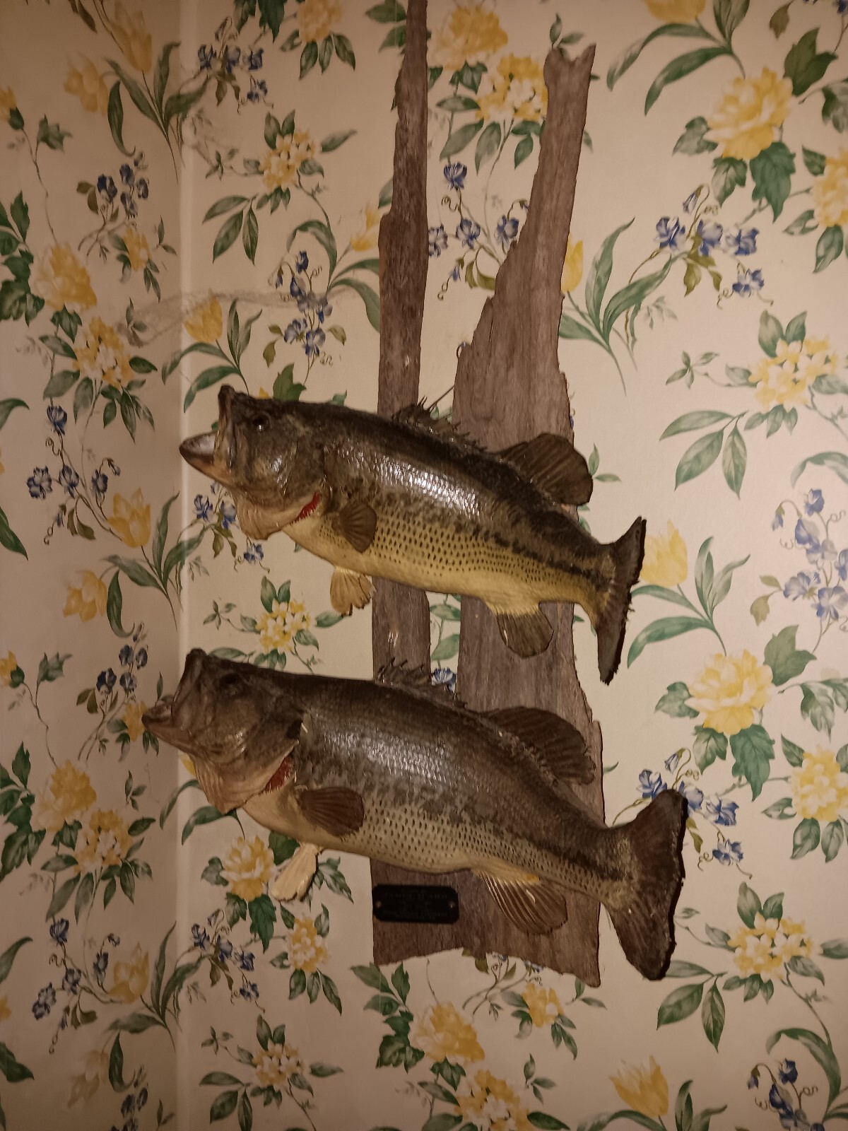 fish taxidermy mounts for sale preowned | eBay
