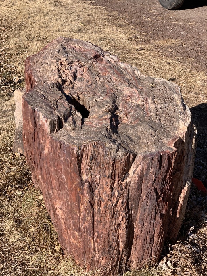 ☘️RR⚒: GIANT Petrified Wood Stump, Tons Of Character, NE AZ. 38”x 33” X ...
